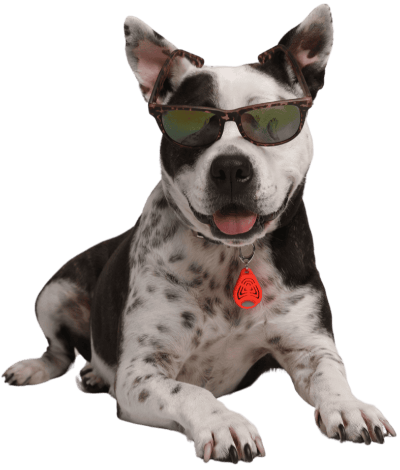 התג האלקטרוני TICKLESS Pet שמבטיח להרחיק קרציות ופרעושים ללא כימיקלים ...